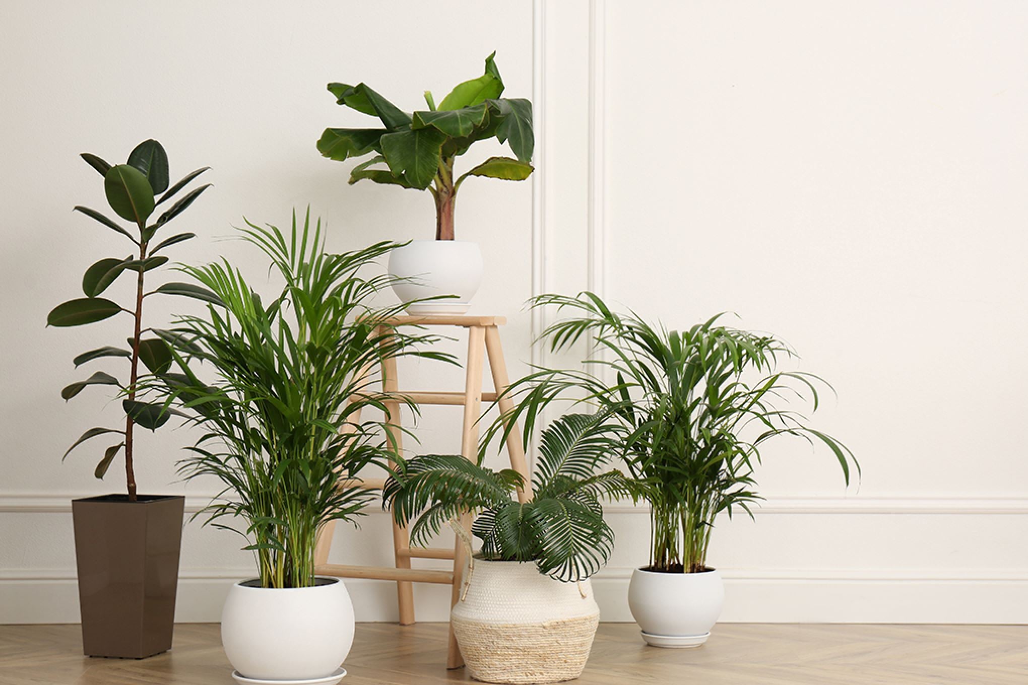 Why is my Palm dropping leaves and how to solve it – Plants For All Seasons