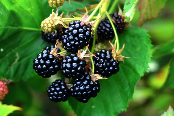 A Beginner’s Guide to Growing Fruit Bushes: Tips and Tricks for a Boun ...