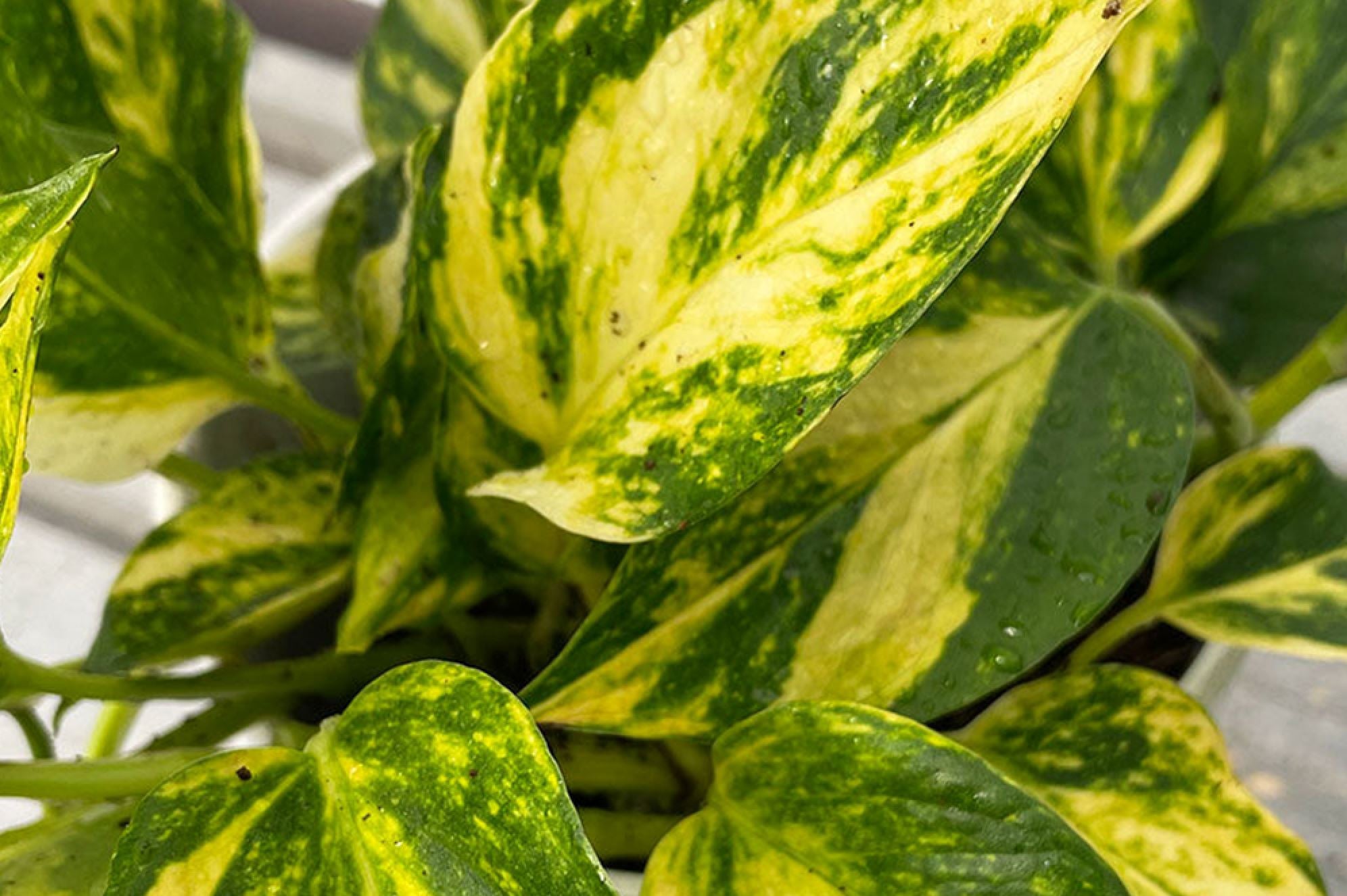 A guide to Pothos Aureum care – Plants For All Seasons