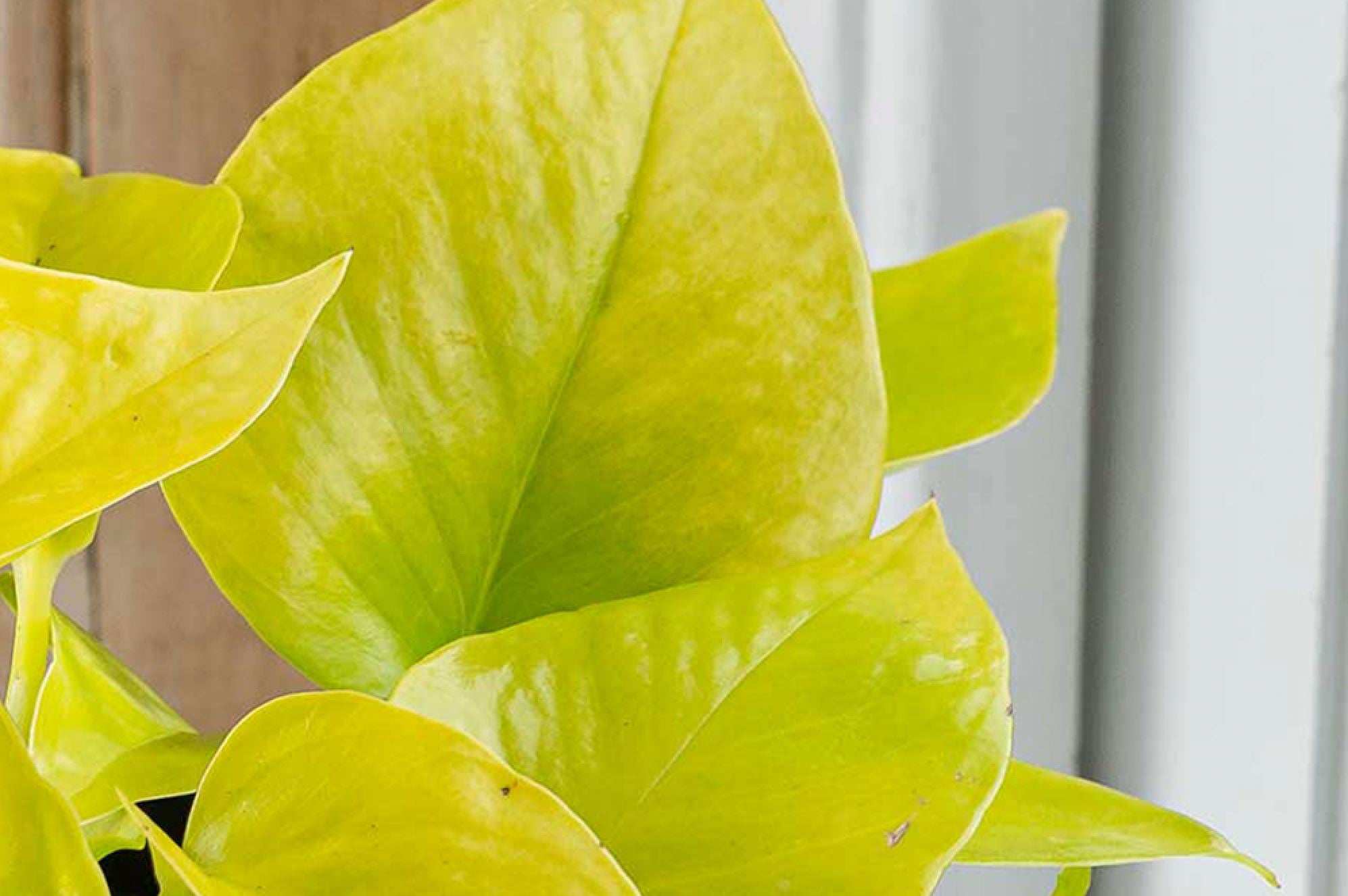 A guide to Pothos Neon care – Plants For All Seasons