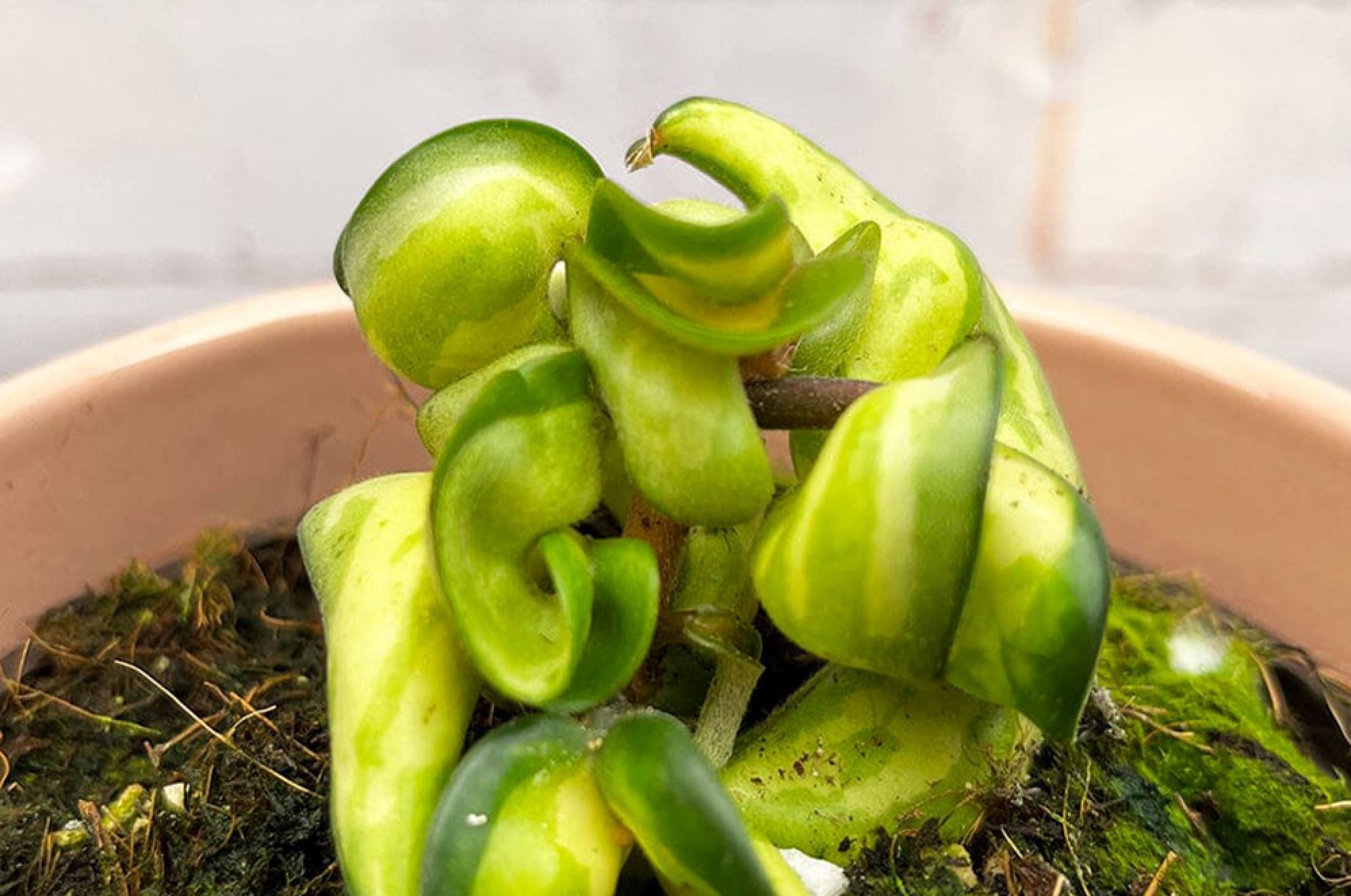 A guide to the best Hoya plant soil – Plants For All Seasons