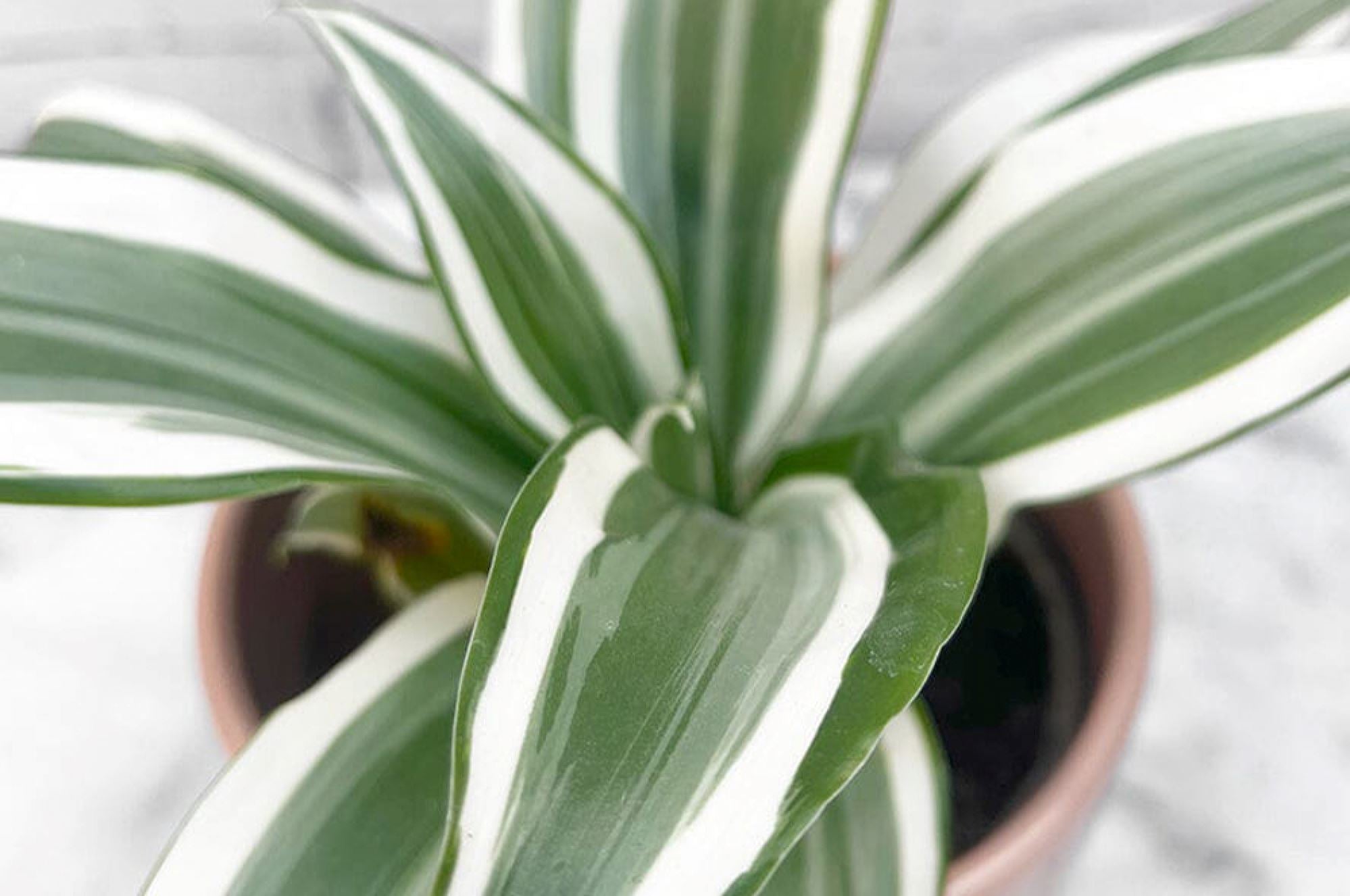 A guide to types of Dracaena house plant – Plants For All Seasons