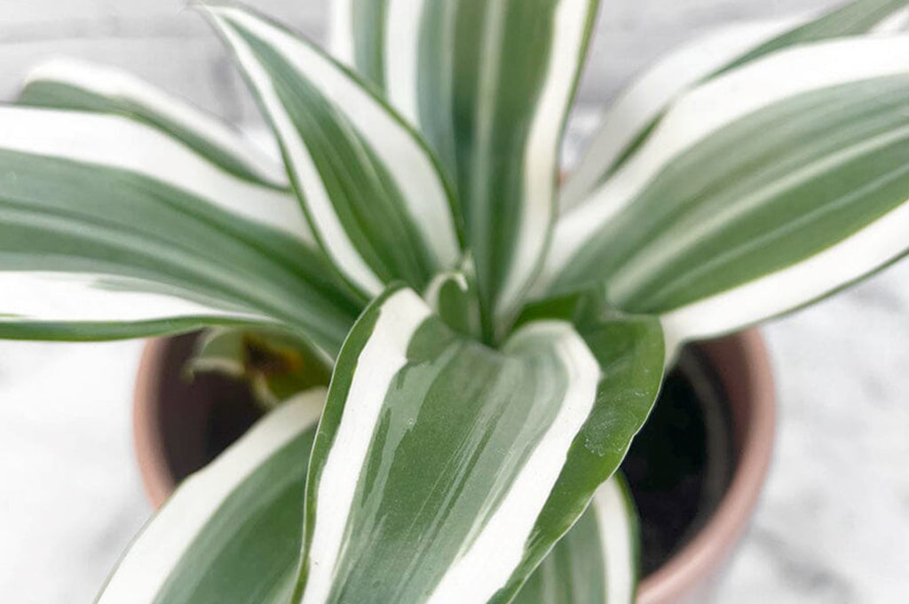 Dracaena House Plant Types Greenery Unlimited | Dracaena Lisa Cane