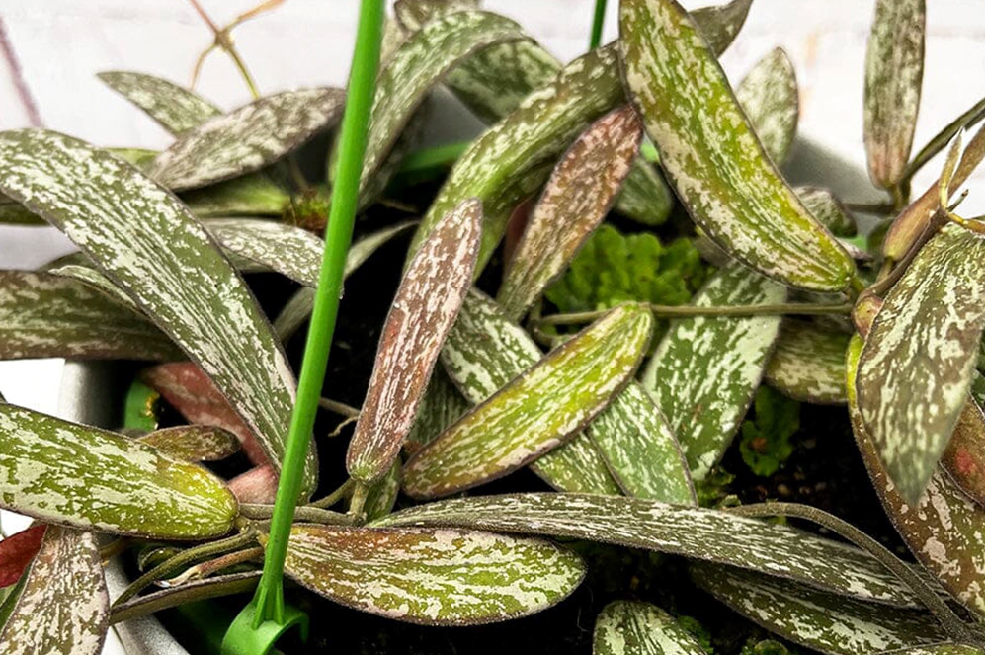 A guide to types of Hoya house plant – Plants For All Seasons