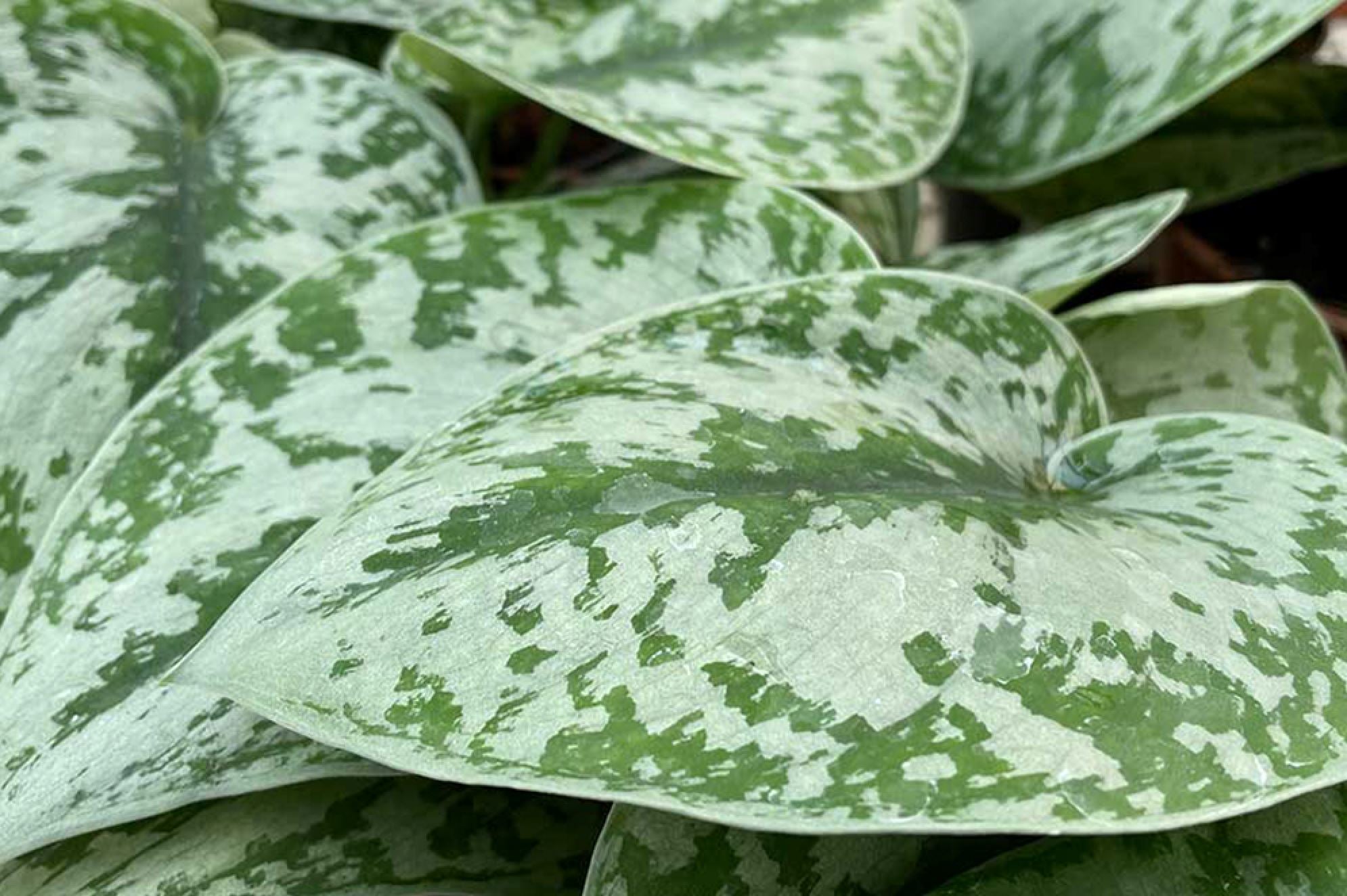 A Guide to Types of Pothos House Plant – Plants For All Seasons