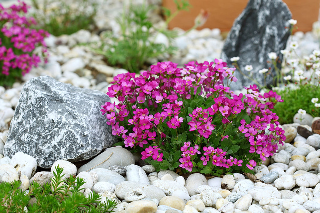 Complete guide to Alpine Plants – Plants For All Seasons