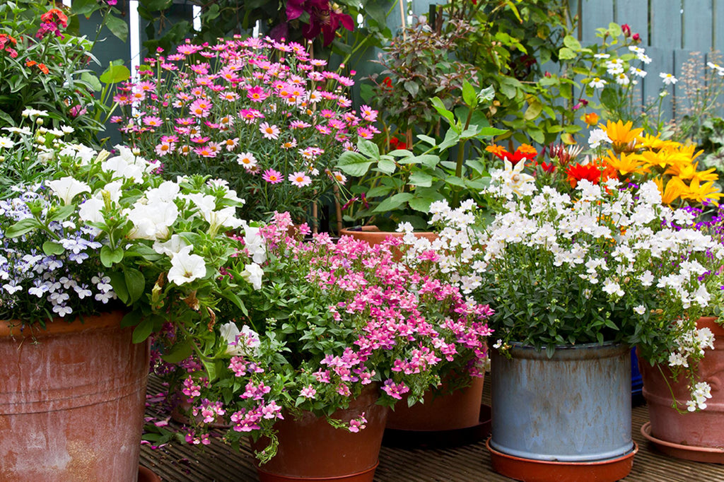 Complete guide to Container Planting – Plants For All Seasons