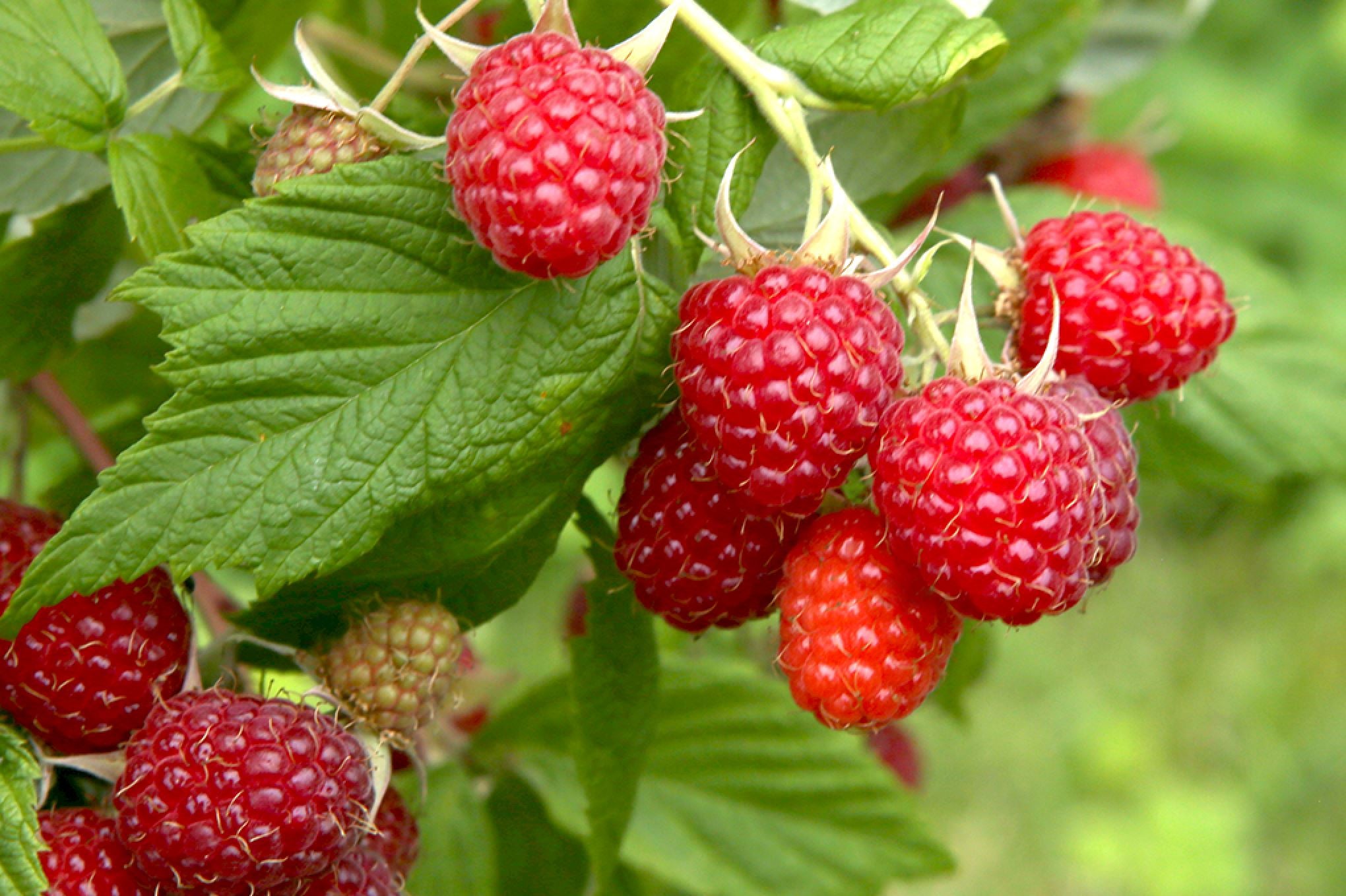 Beginner's guide to Fruit bushes – Plants For All Seasons