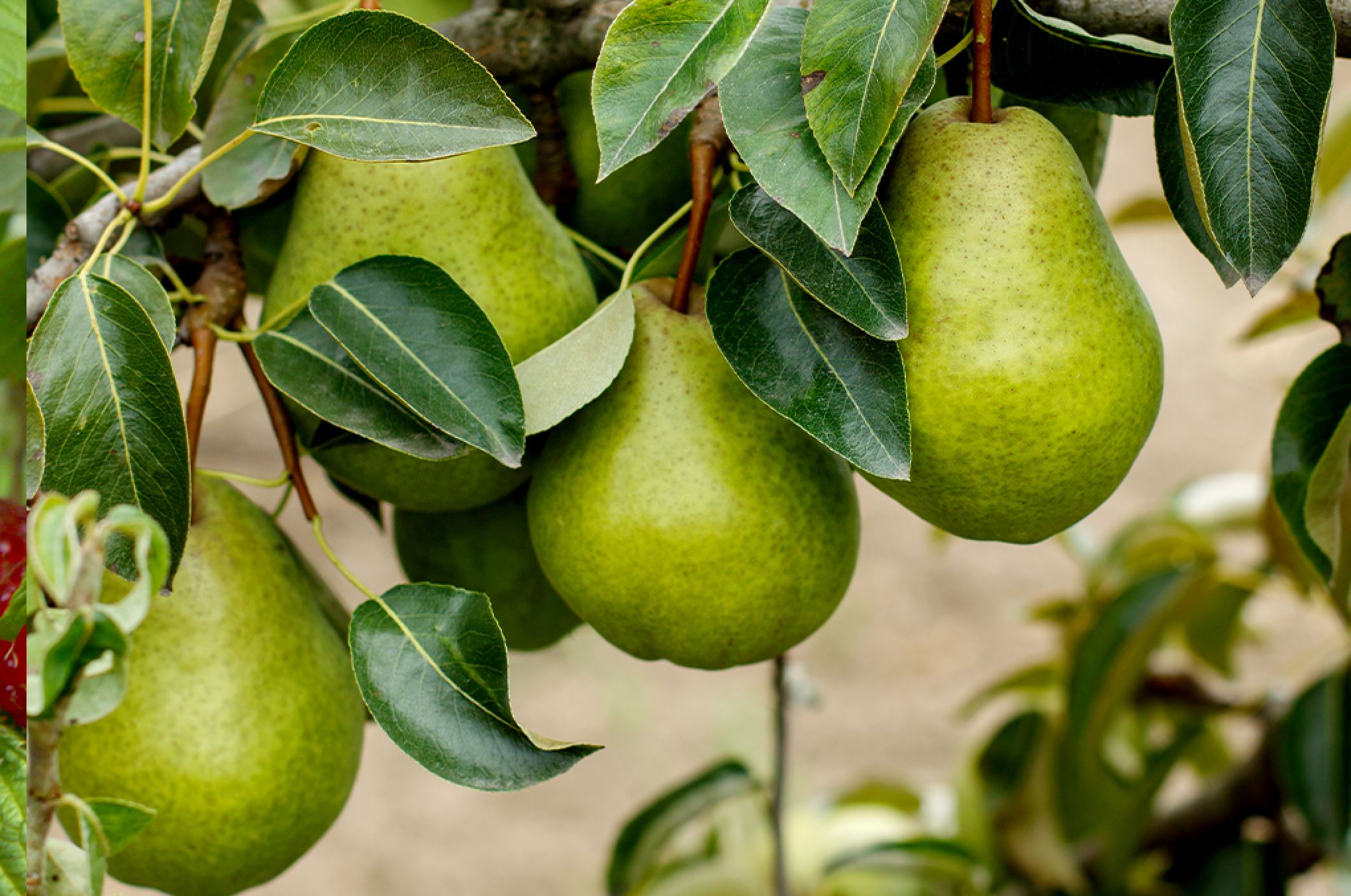 Beginner's guide to Fruit trees – Plants For All Seasons