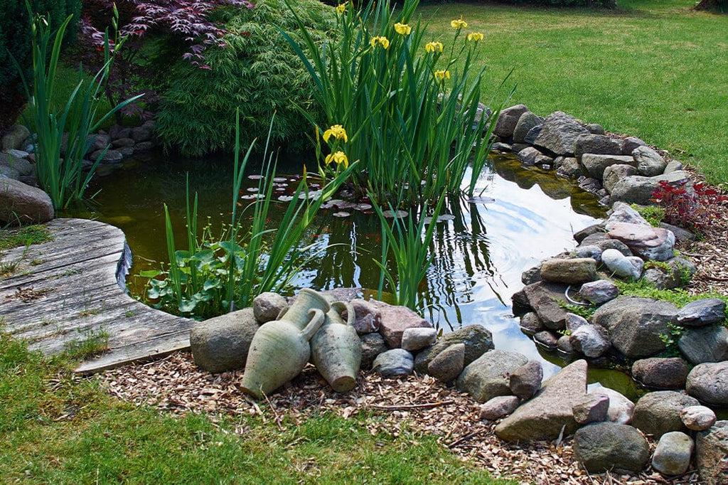 Best Small Pond Plants