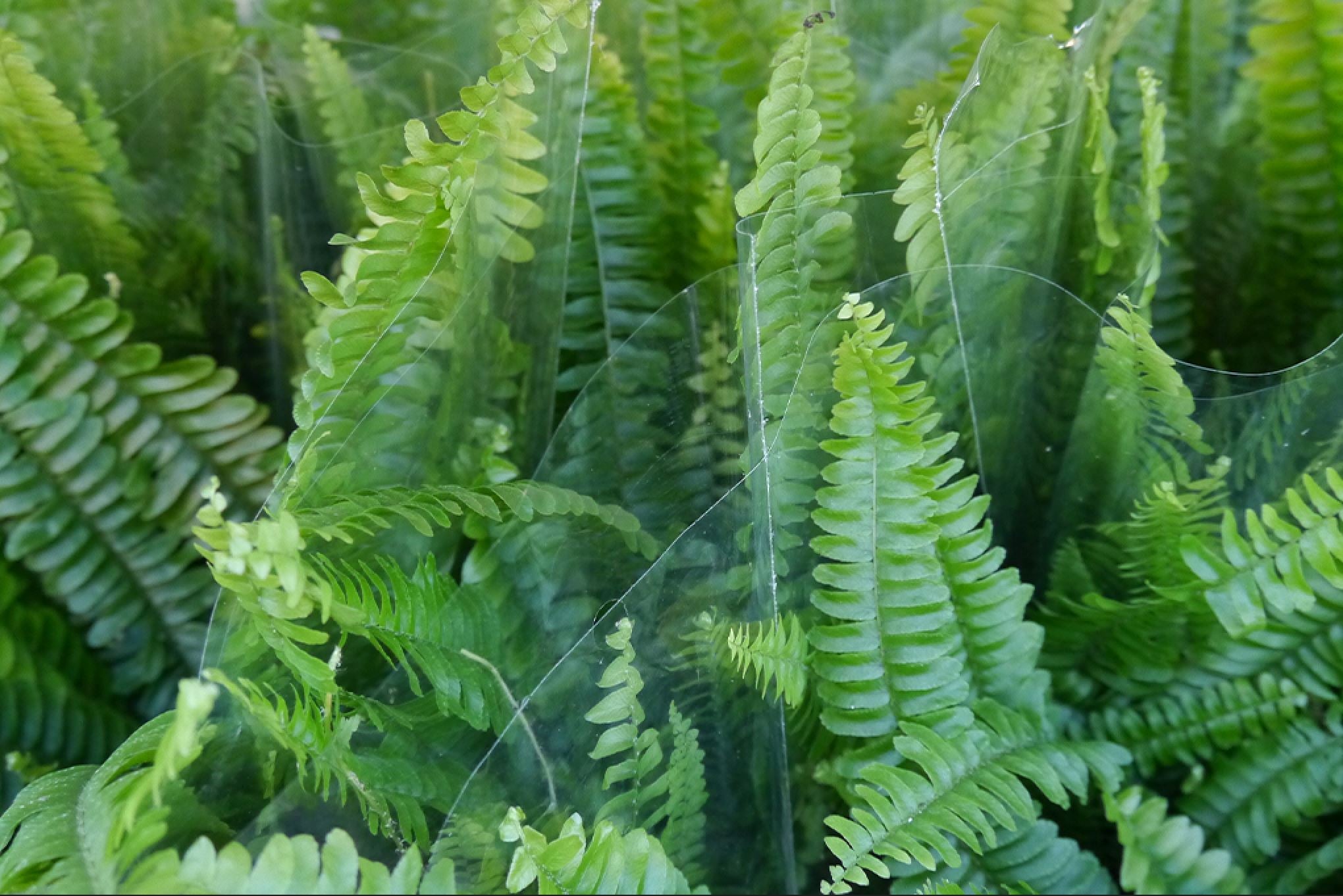 Common Fern diseases and pests to look out for – Plants For All Seasons