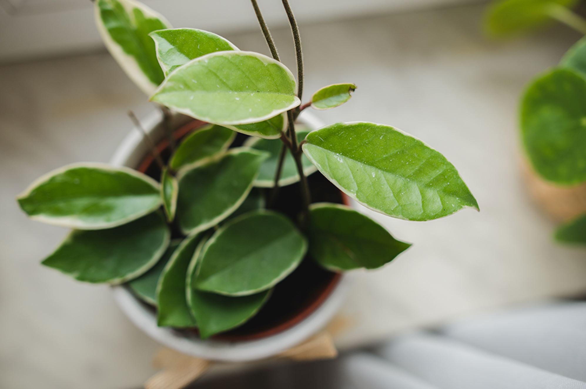 Common Hoya diseases and pests to look out for – Plants For All Seasons
