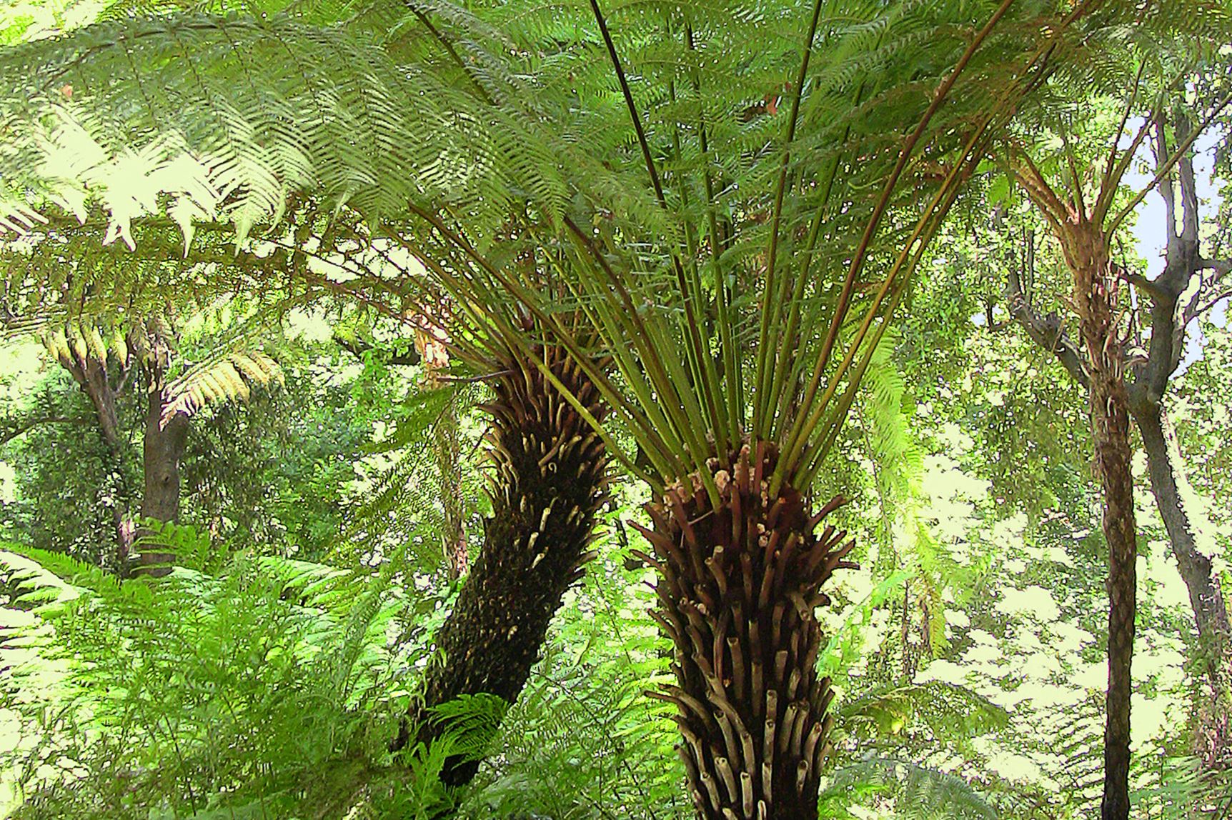 Growing Dicksonia Antarctica in the UK – Plants For All Seasons