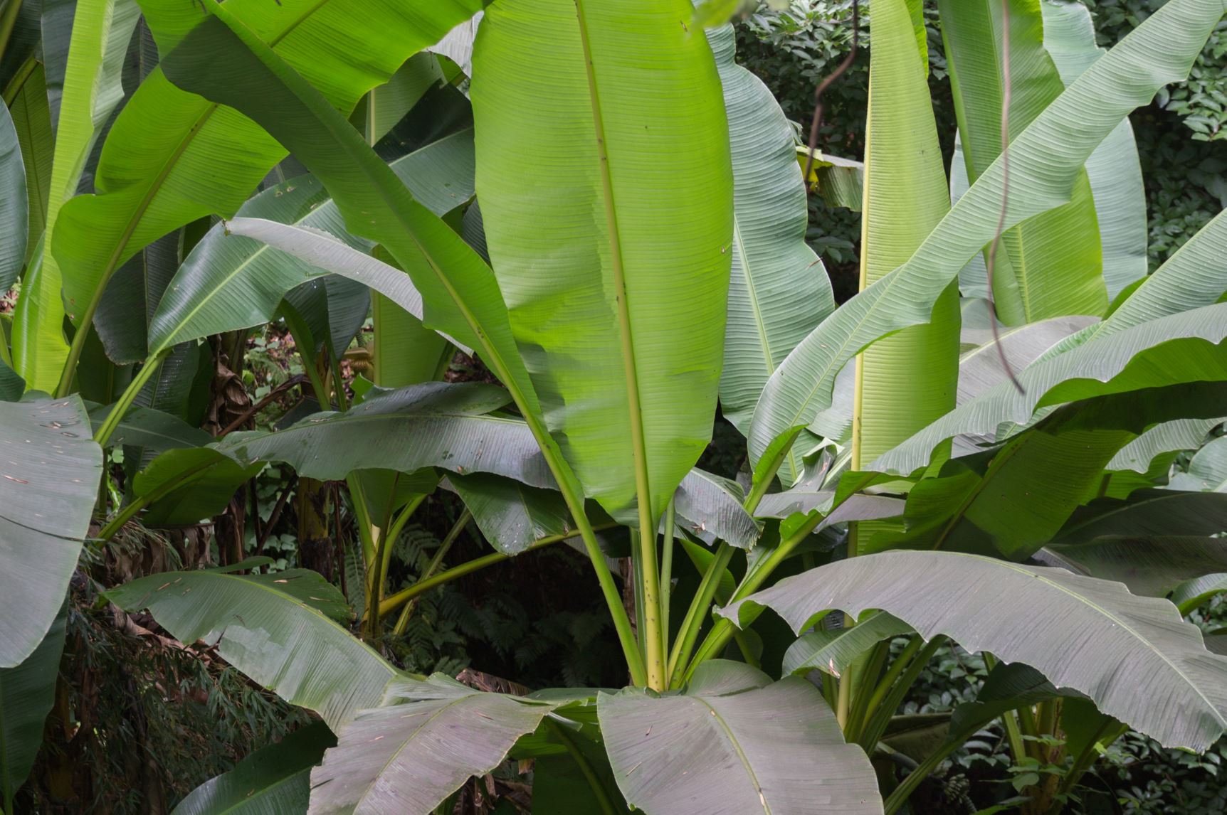 Growing Musa Basjoo in the UK – Plants For All Seasons