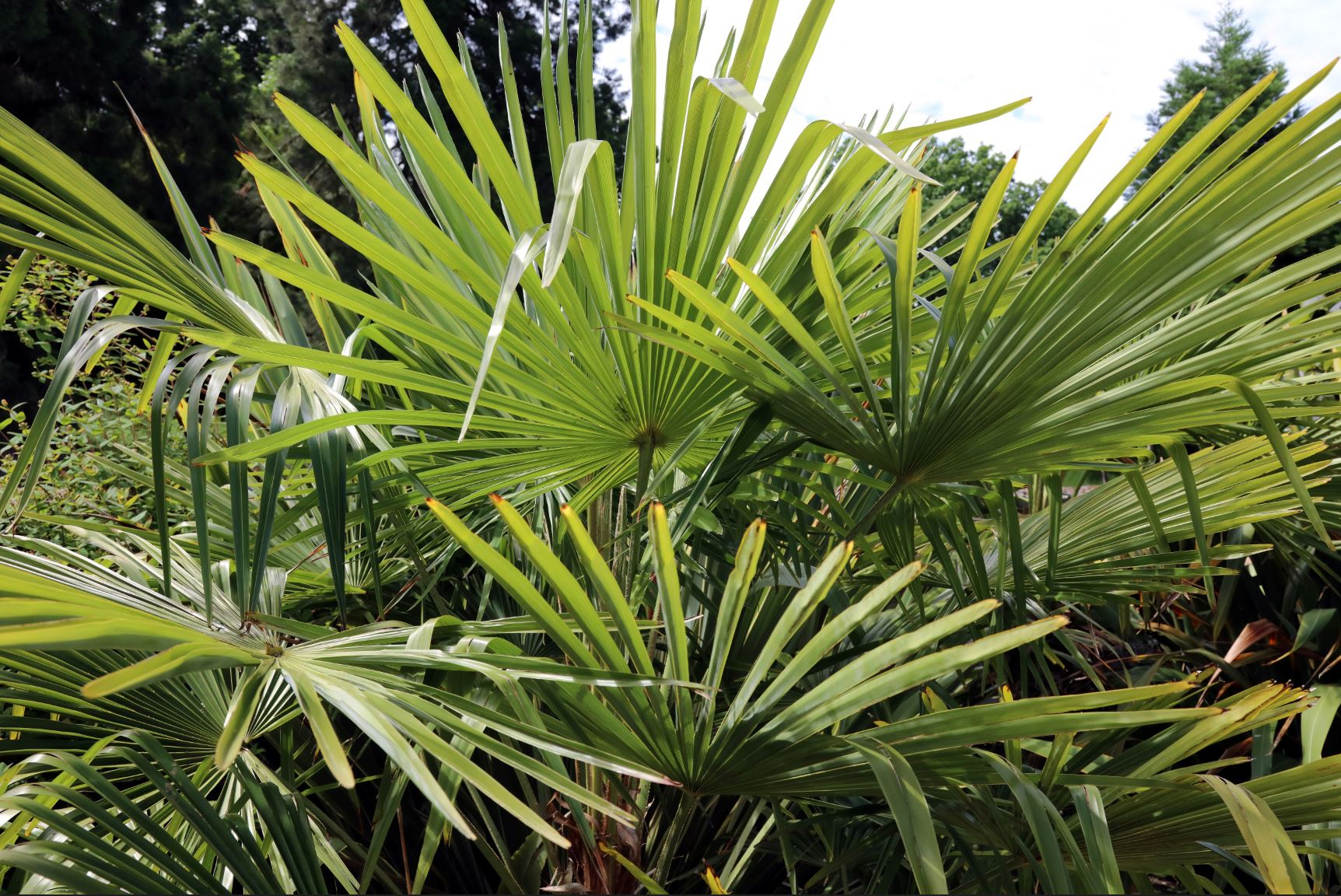 Growing Trachycarpus Fortunei in the UK – Plants For All Seasons