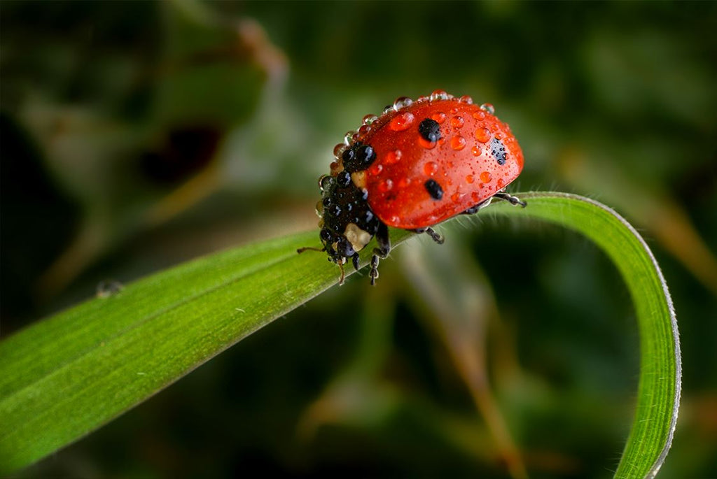 Real Ladybugs On Flowers
