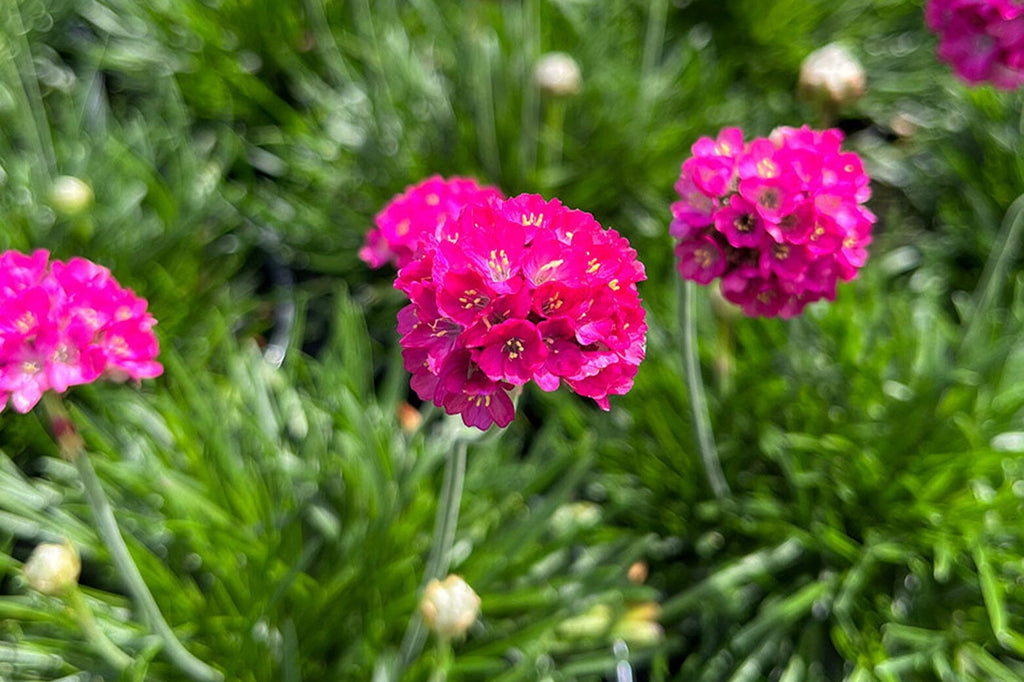 Complete guide to Alpine Plants – Plants For All Seasons