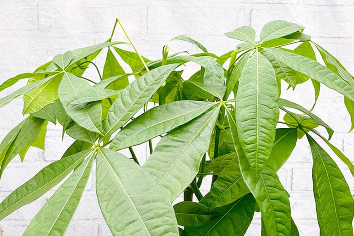 How to Propagate Pachira Aquatica (Money Tree) – Plants For All Seasons