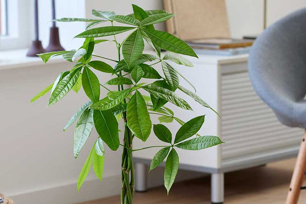 Indoor vs. Outdoor Growing of Pachira Aquatica Money Tree Plants For All Seasons