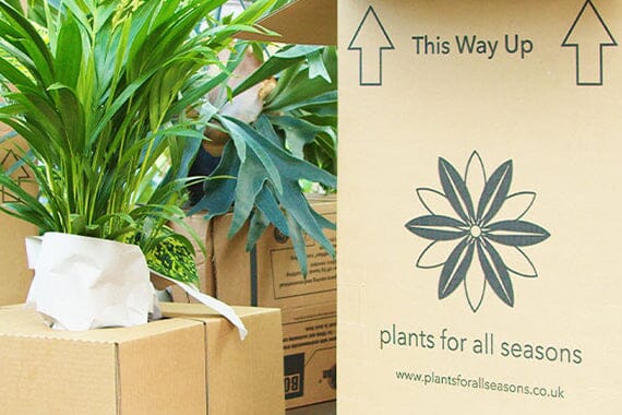 Our Values: Innovative and Eco-Friendly Packaging – Plants For All Seasons
