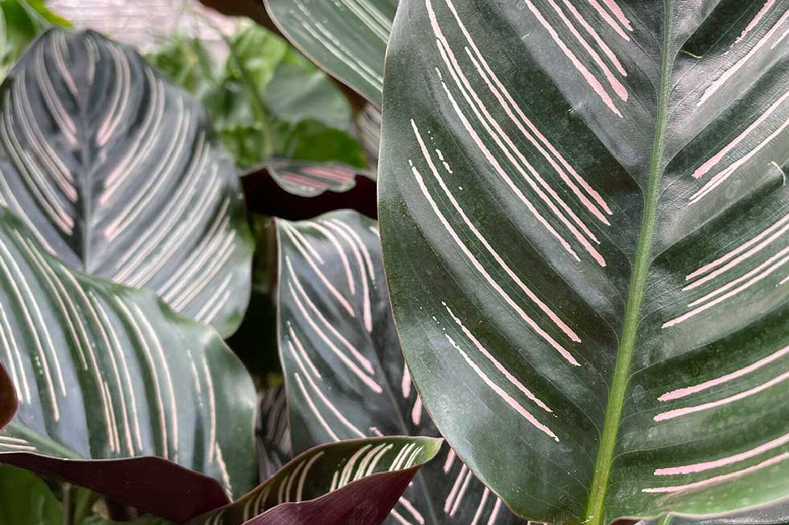 Repotting Calathea | A Guide | Plants for all Seasons – Plants For All ...