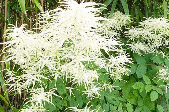 Top Pond Plants to Enhance Your Water Garden – Plants For All Seasons