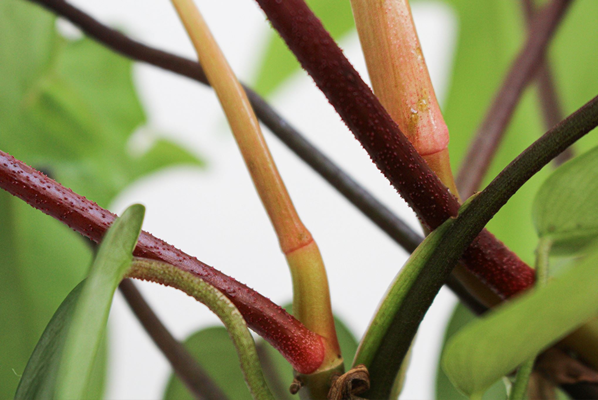 What are petioles and why are they important? – Plants For All Seasons