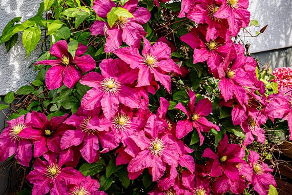 Year-Round Care for Climbing Plants: Seasonal Maintenance Guide ...
