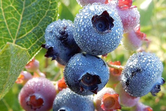 Year-Round Care for Fruit Bushes: Seasonal Maintenance Guide – Plants ...