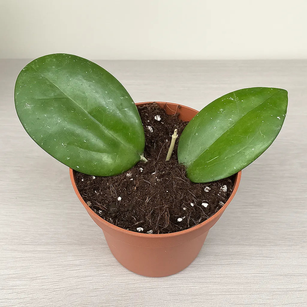 10 - 15cm Hoya cv Joy House Plant 10,5 cm Pot – Plants For All Seasons