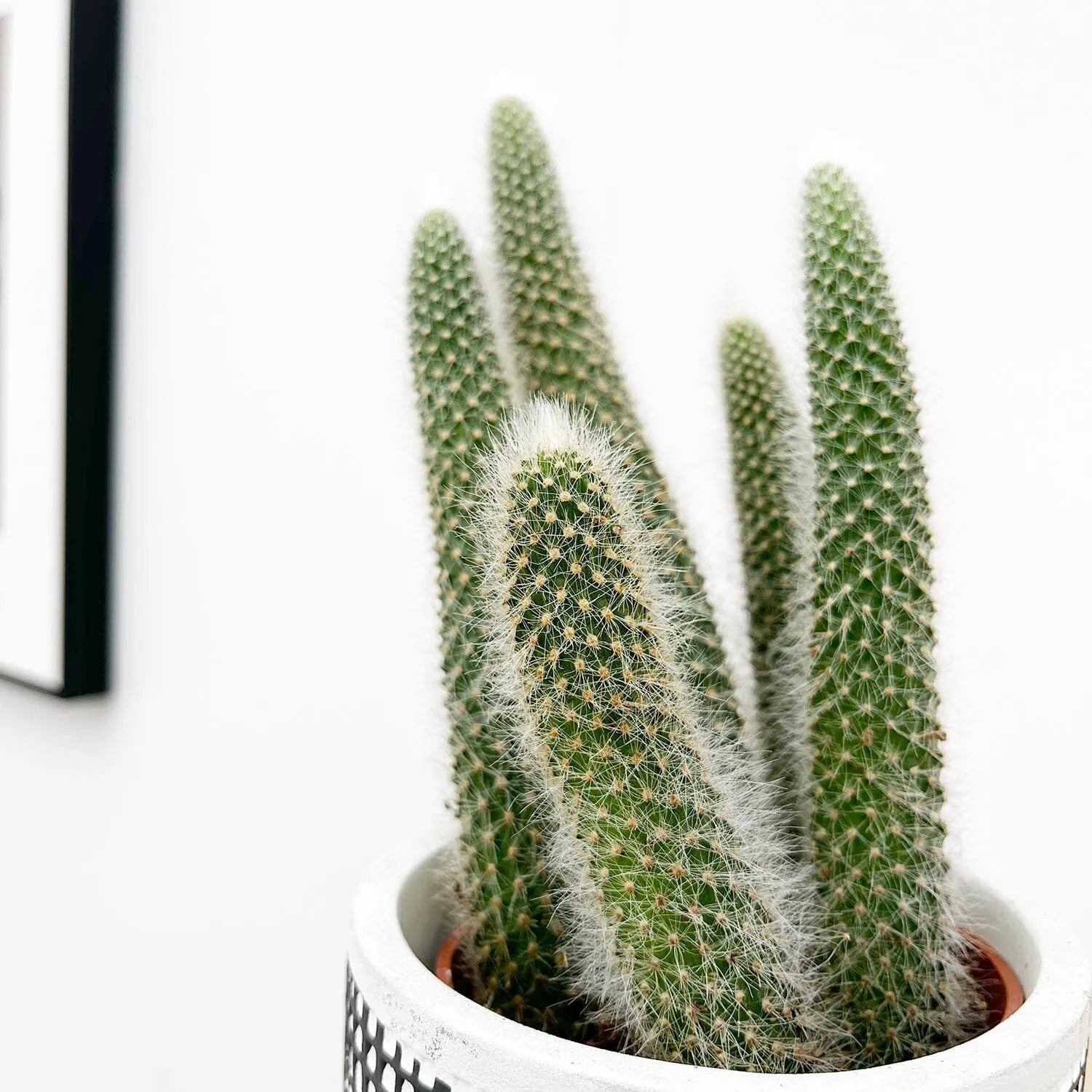 10 - 15cm Monkey Tail Cactus Hildewintera Colademononis in 9cm Pot ...