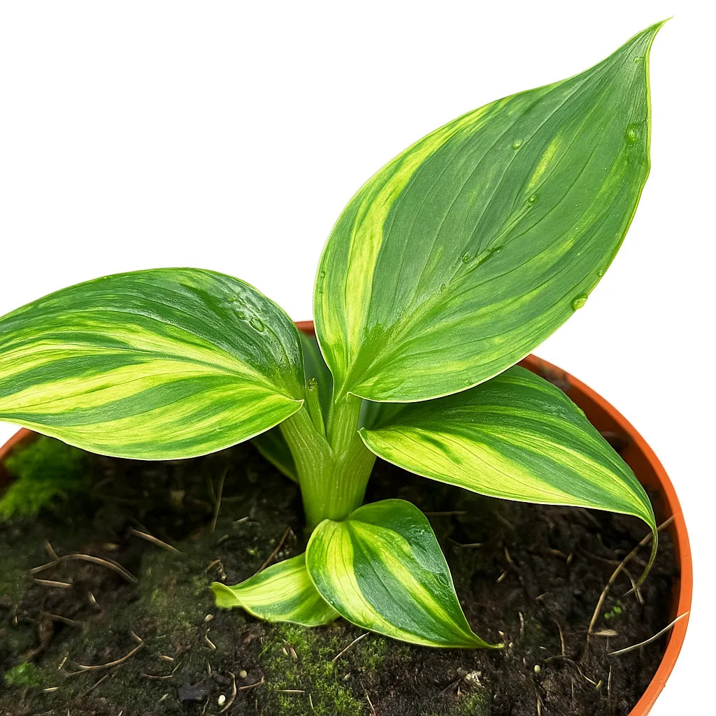 10 - 15cm Variegated Musa Aurea 10.5cm Pot House Plant – Plants For All ...