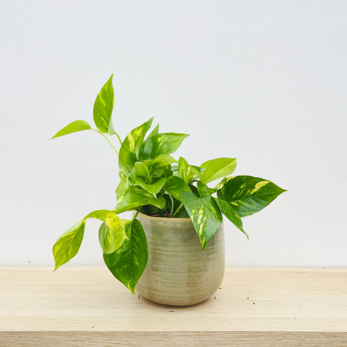 Affordable Houseplants Under £20 | Budget-Friendly Indoor Plants ...