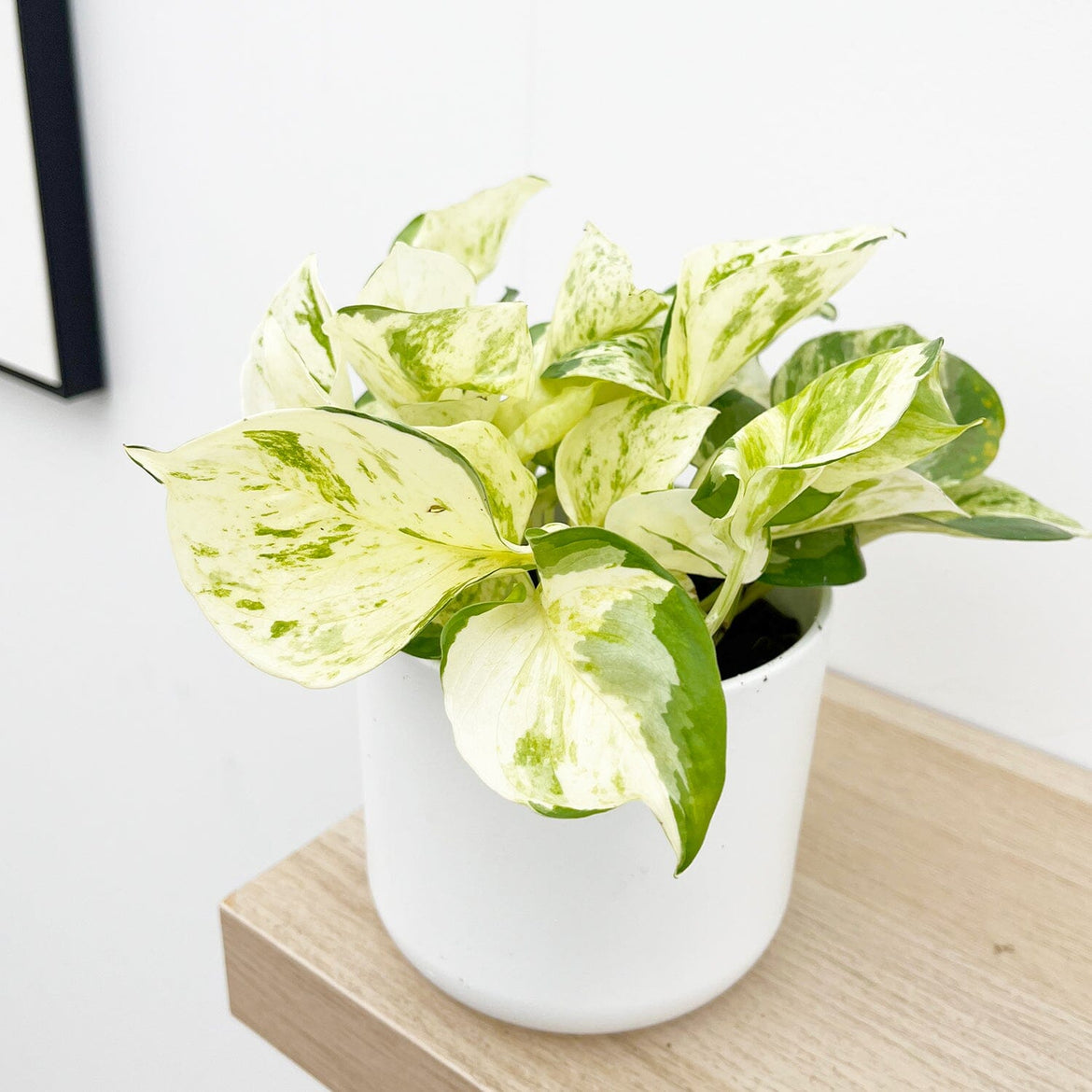 Devils Ivy Pothos – Plants For All Seasons