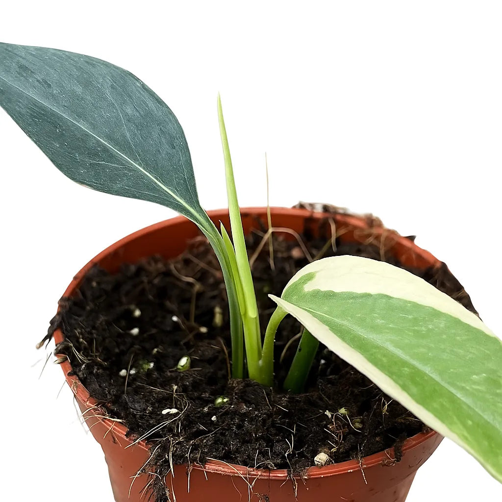 15 - 20cm Epipremnum Pinnatum Ghostie 10.5cm Pot House Plant – Plants ...