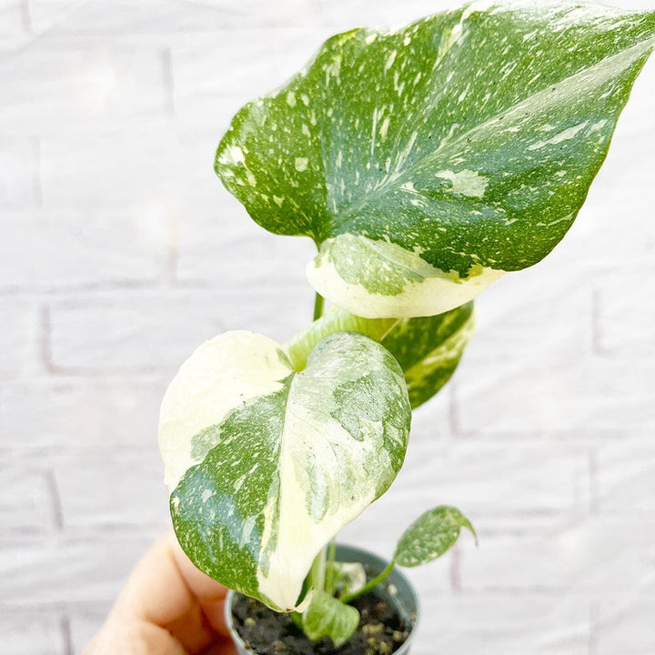 Variegated House Plants – Plants For All Seasons