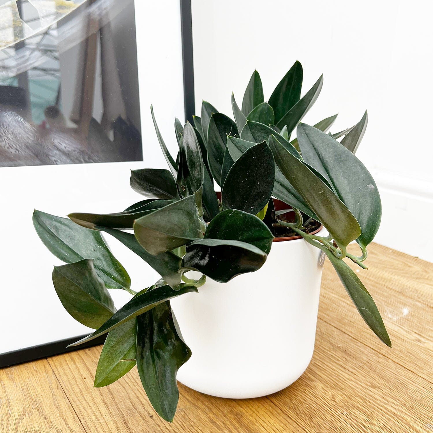 20 - 30cm Treubii Dark Form Pothos Epipremnum 15cm Pot House Plant ...