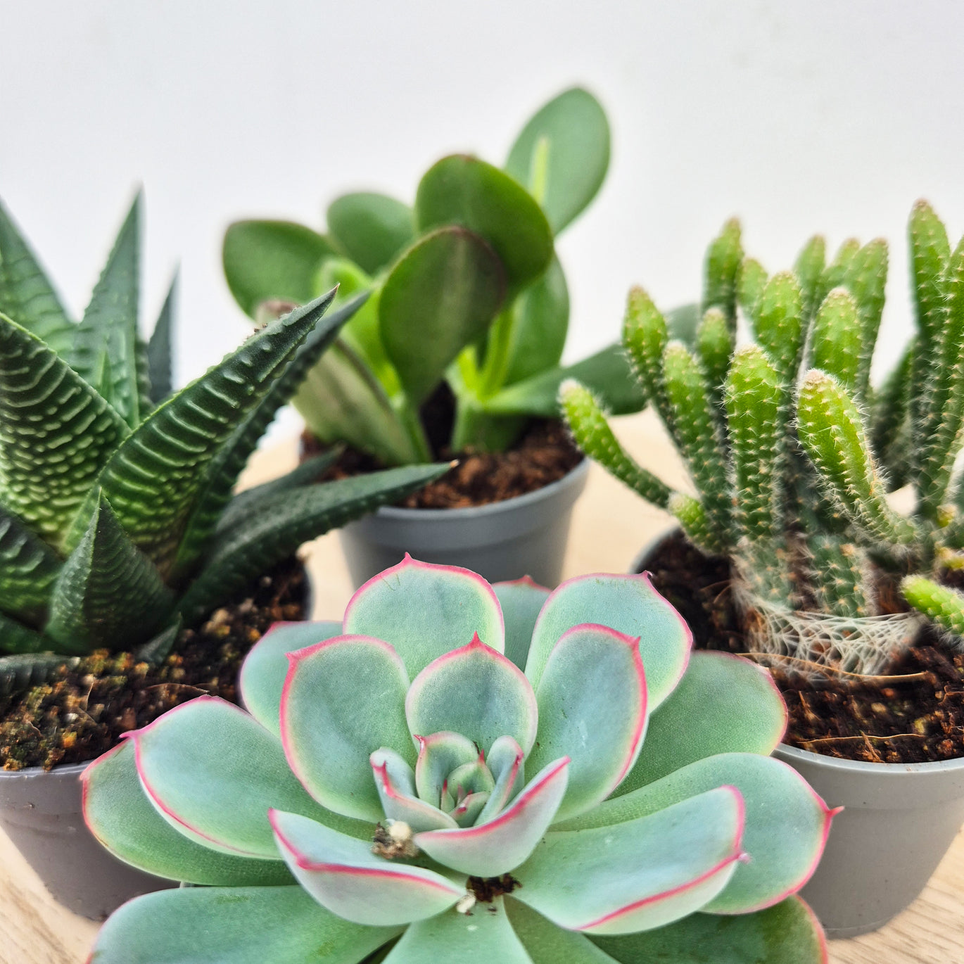 20 Hardy tropical plants to grow outdoors in the UK – Plants For All ...