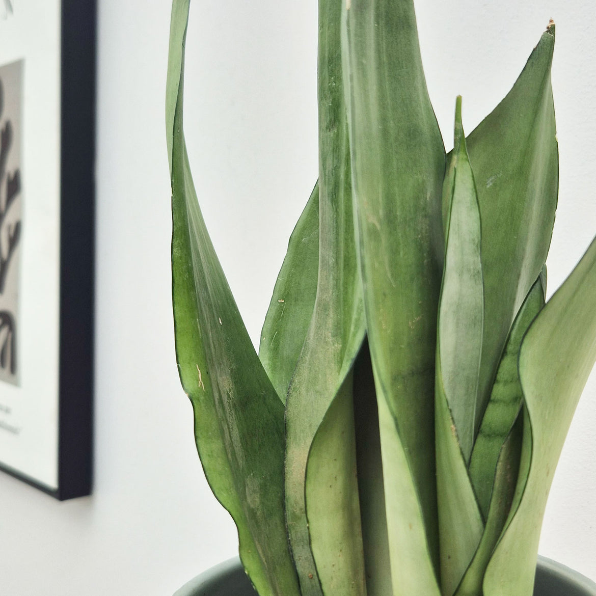 What is a node and why is it important? – Plants For All Seasons