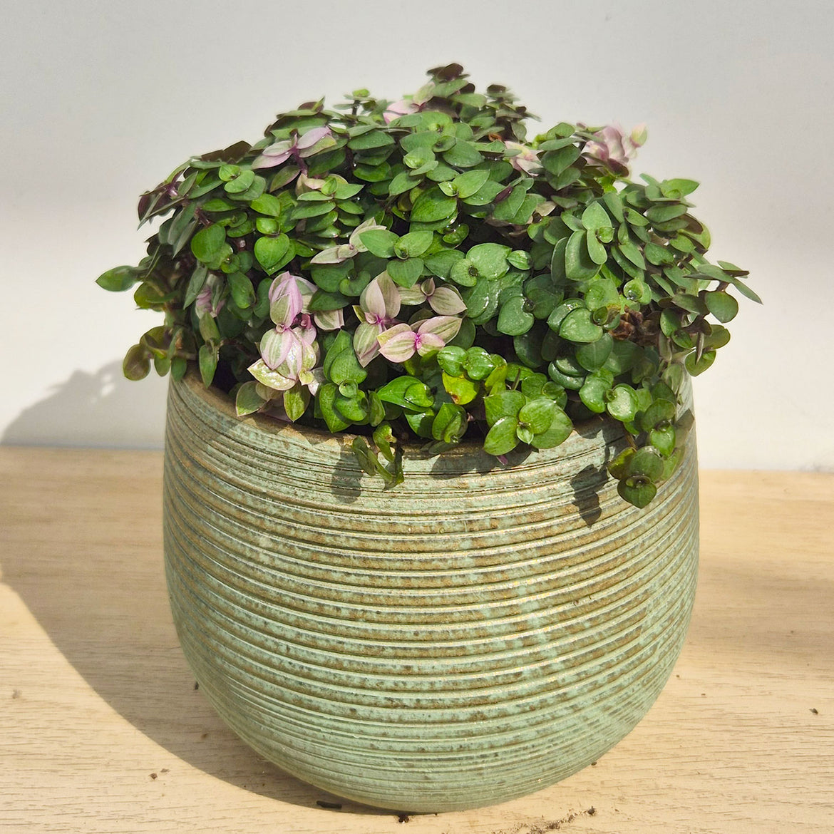 Croton Mami Codiaeum 6cm Pot Baby House Plant – Plants For All Seasons