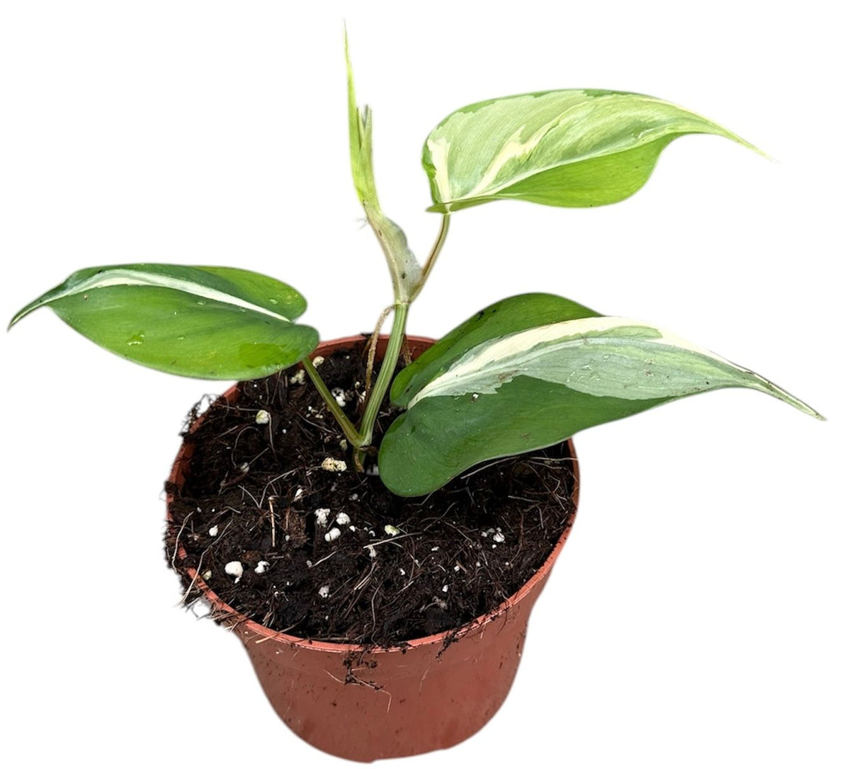 Philodendron Rio 10.5cm Pot 10cm Height House Plant – Plants For All ...