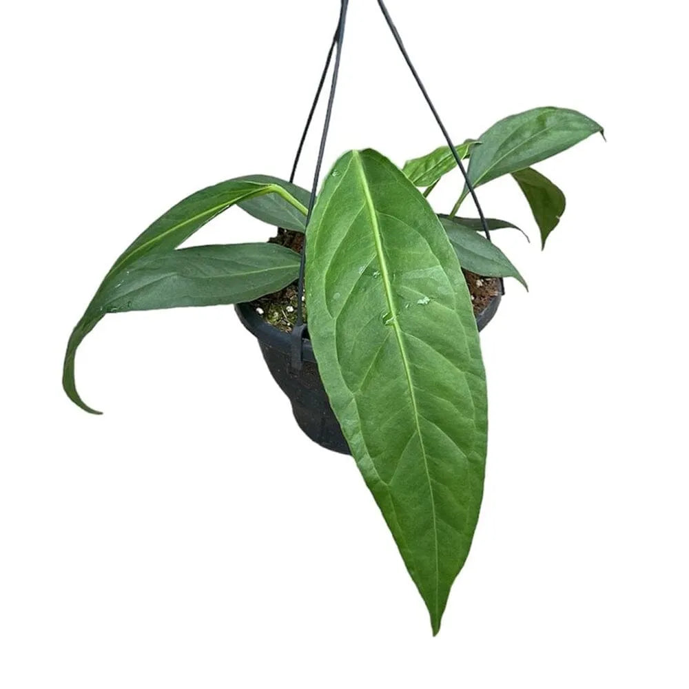 30 - 40cm Anthurium Big Bill House Plant 20 cm Pot – Plants For All Seasons