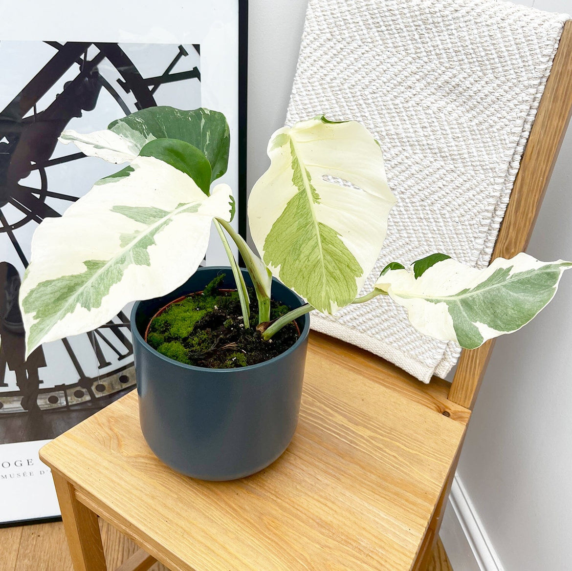 Variegated Monstera – Plants For All Seasons