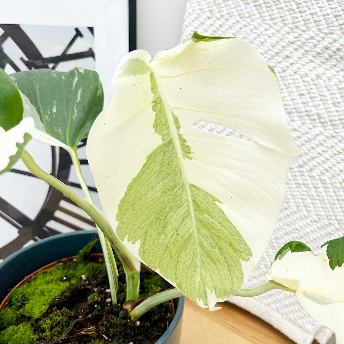 Variegated Monstera – Plants For All Seasons