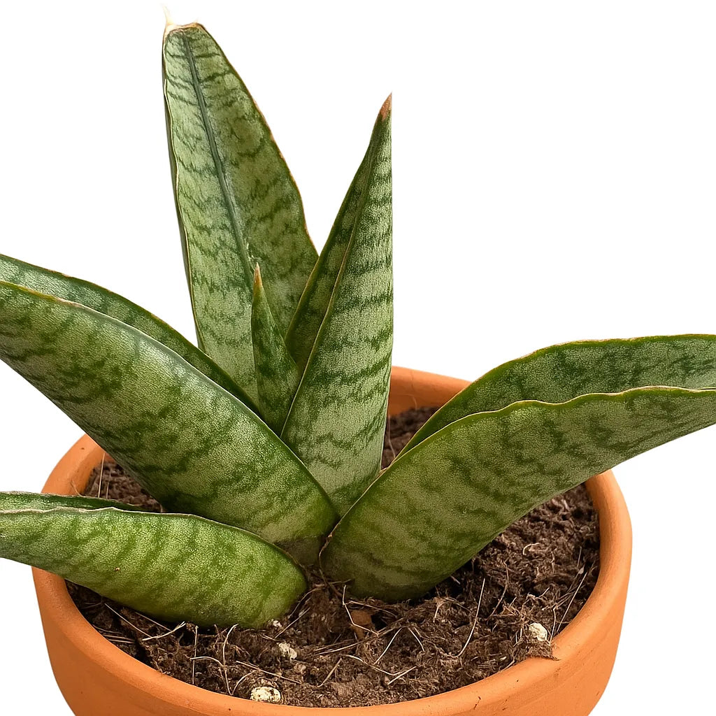 5 - 10cm Sansevieria Himalayan 8cm Pot House Plant – Plants For All Seasons
