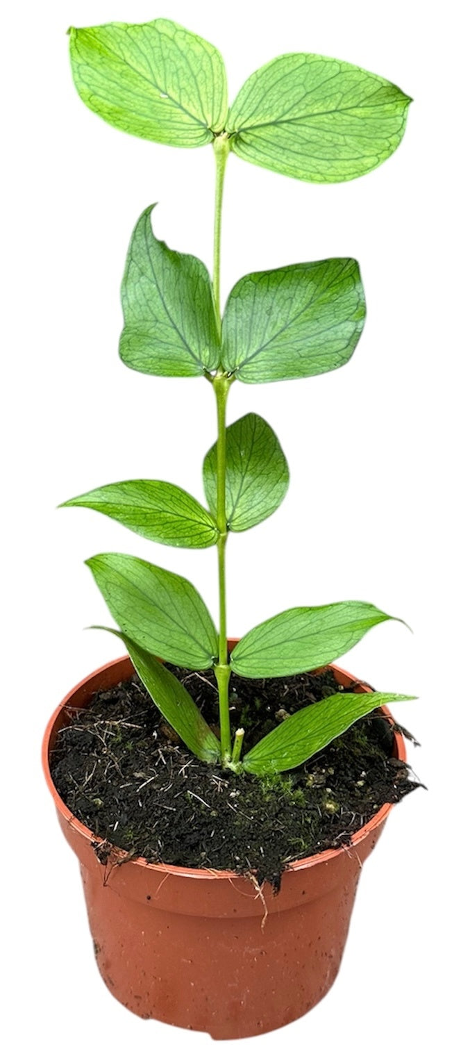 Hoya Polyneura 10.5cm Pot 10cm Height House Plant – Plants For All Seasons