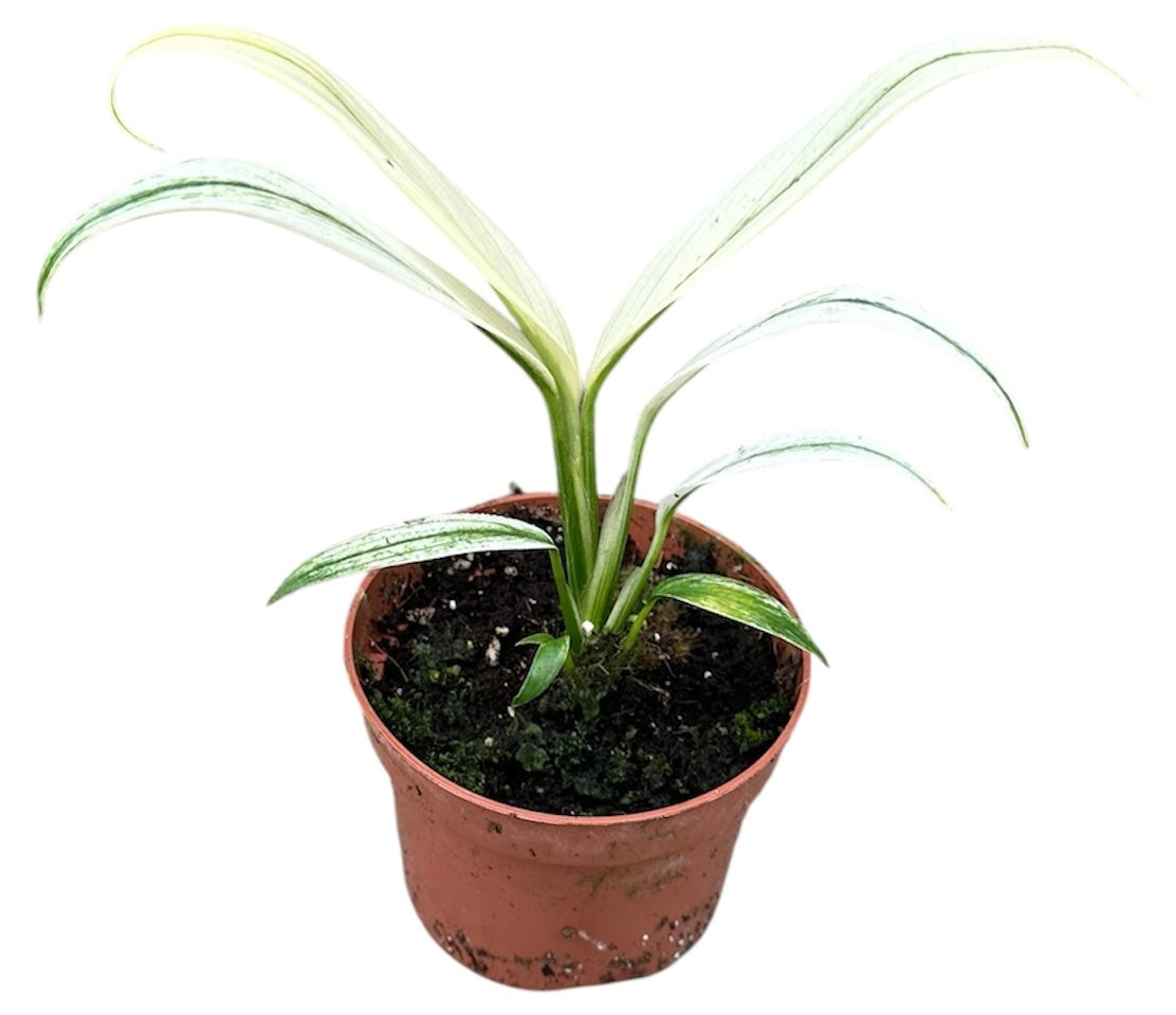 Amplissimum White Variegata 10.5cm Pot 10cm Height House Plant – Plants ...