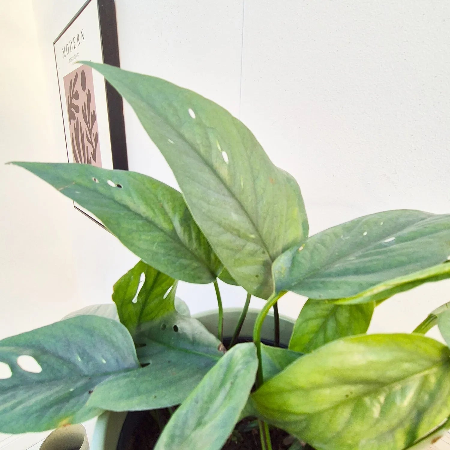 Epipremnum Cebu Blue Pothos House Plant – Plants For All Seasons