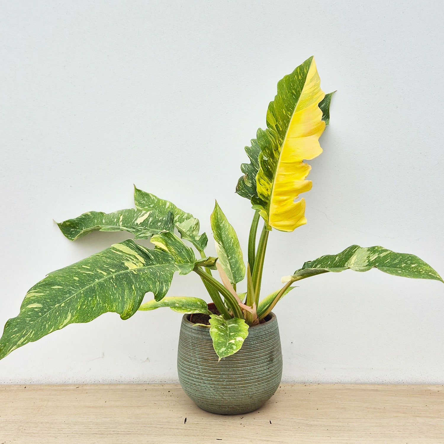 Extra Variegated Philodendron Ring of Fire Plant (Choose Your Own Plan ...