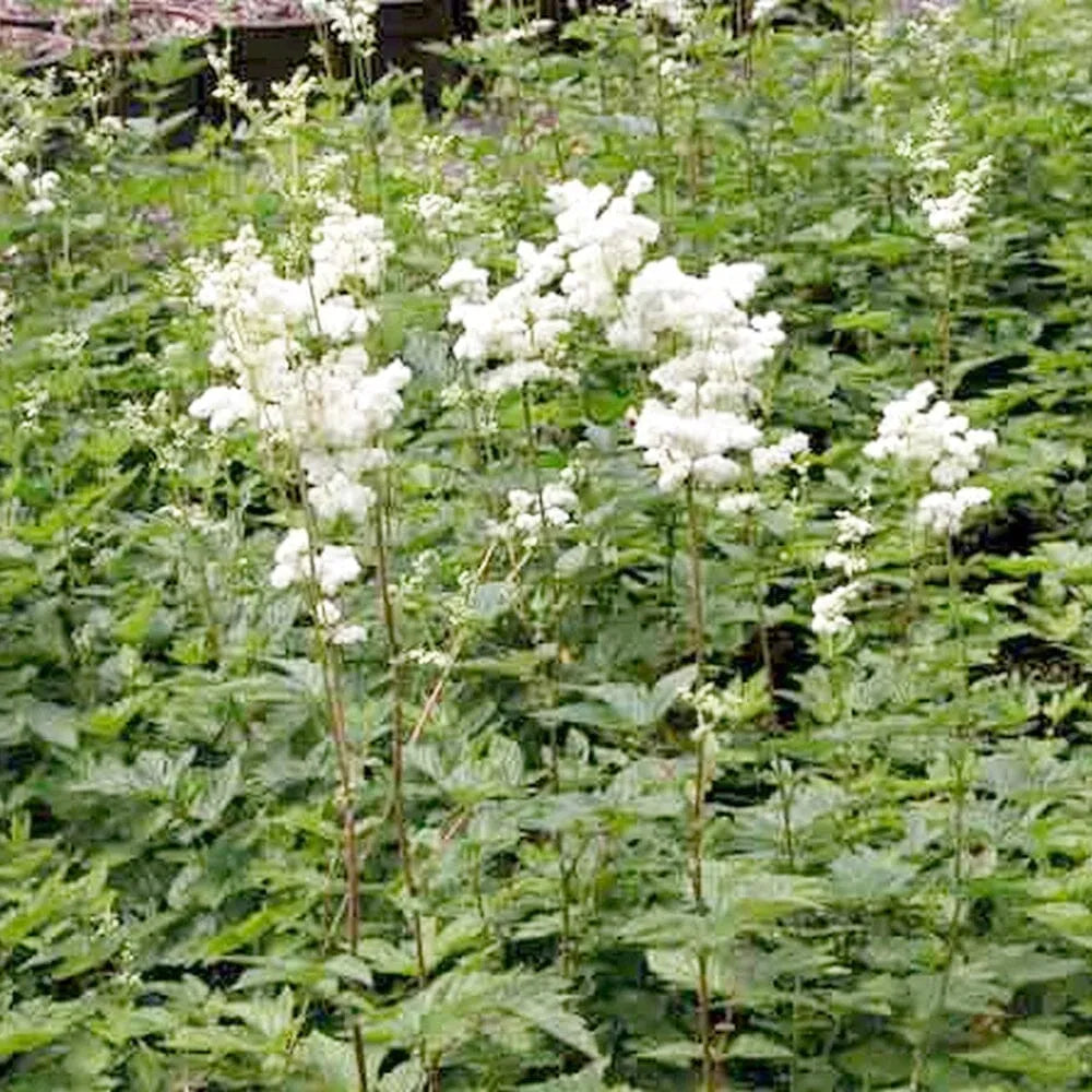 Filipendula Ulmaria Aquatic Pond Plant - Meadow Sweet – Plants For All ...